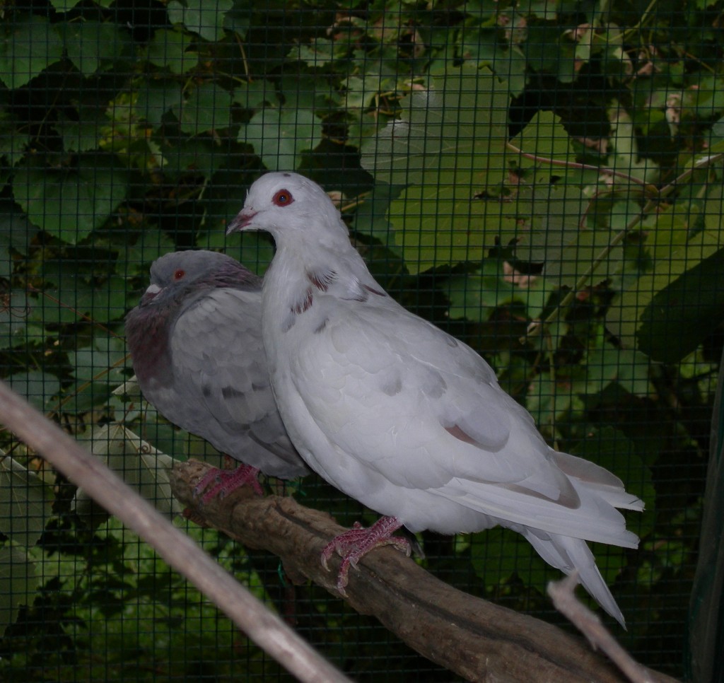 Pigeon Liberation Front – Pets in Italy